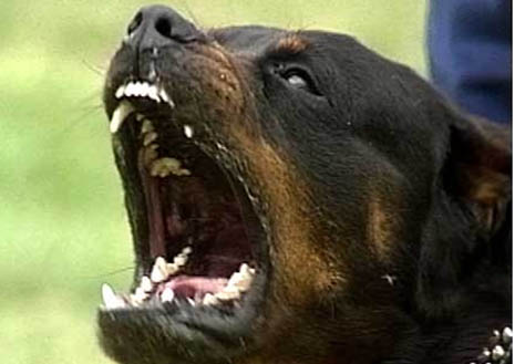 Retriever Labrador: Rottweiler Attacks