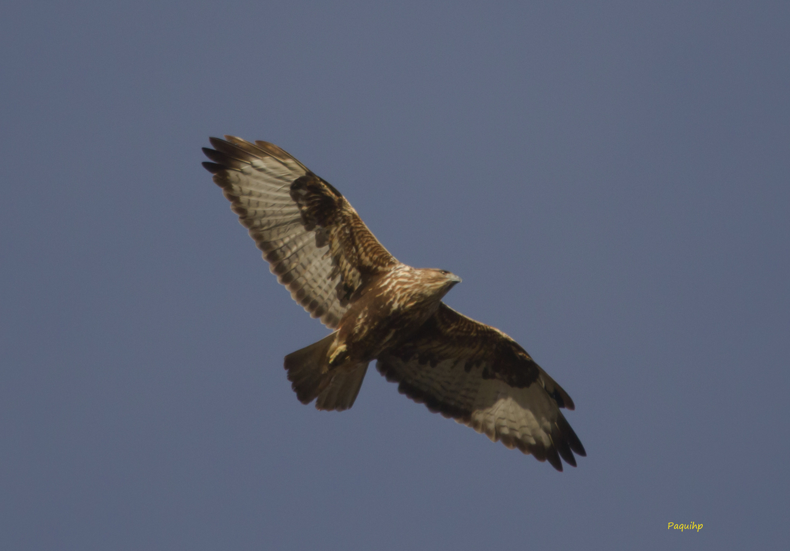 Paqui.blog de naturaleza: RATONERO COMÚN. BUSARDO RATONERO