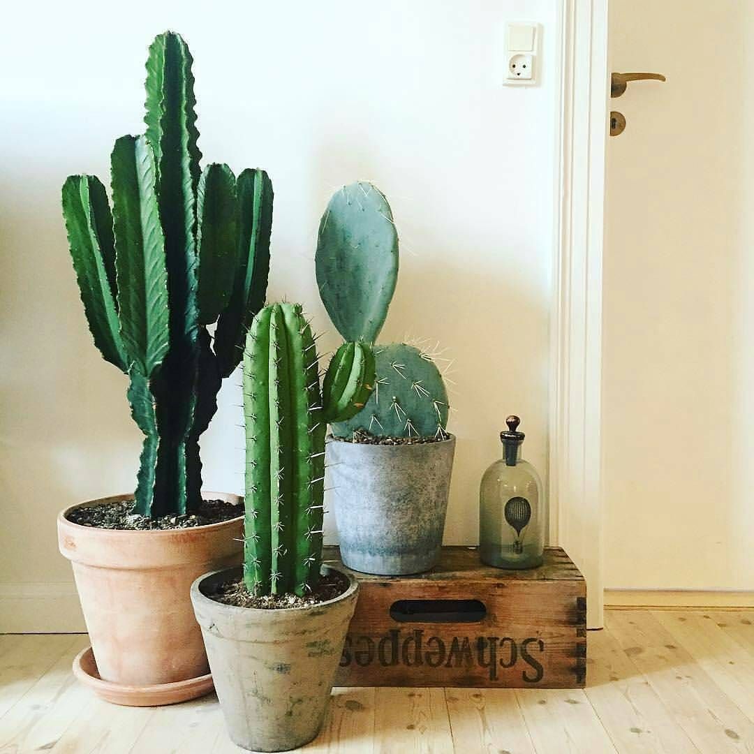 Las mejores 20 ideas para decorar el interior de una casa con cactus