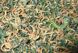 Makanan Sehat Berbahan Dasar Cacing ~ BERBAGI PENGALAMAN DUNIA INTERNET