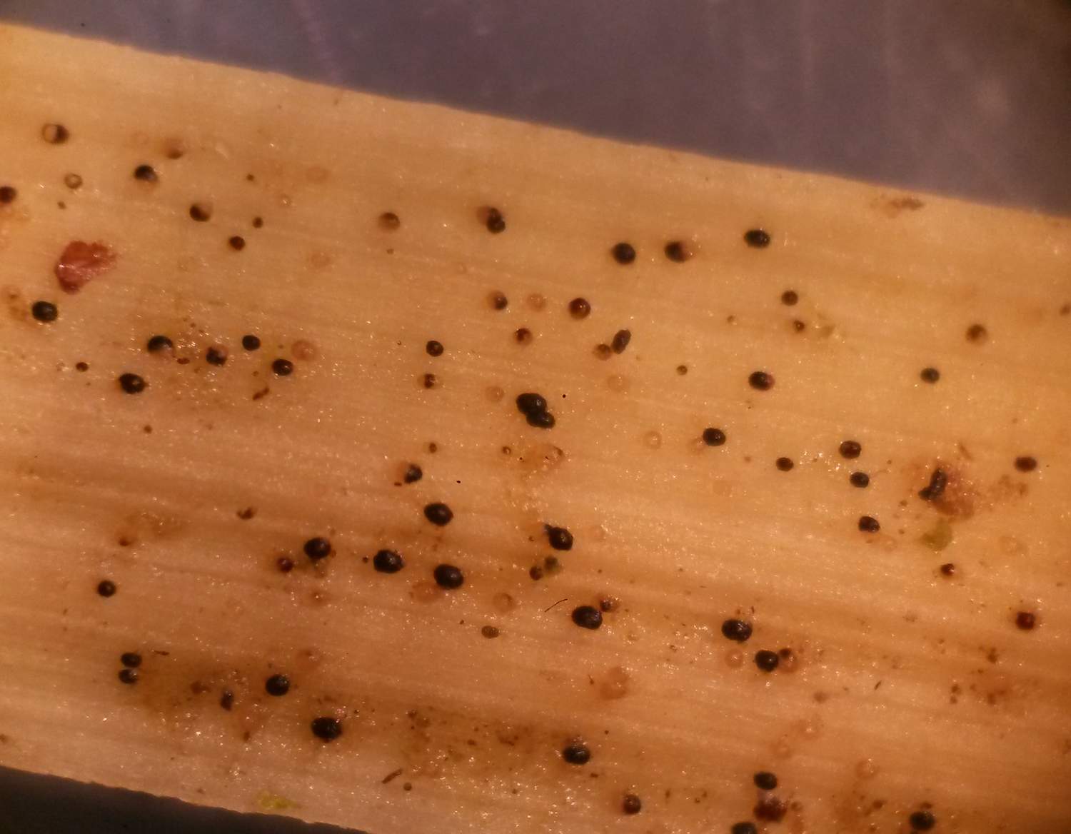 Myco Magic: Microfungi on land plants - Metasphaeria complanata at ...