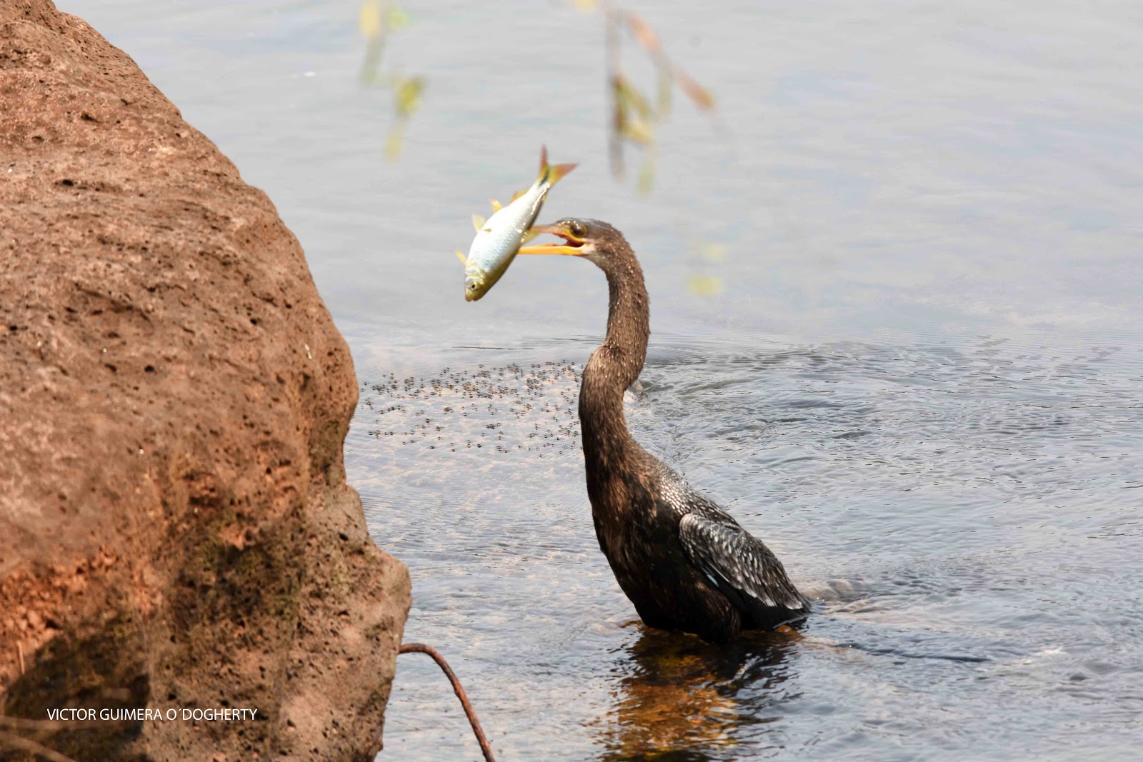 Mis imágenes de aves: MAS FOTOS DE LA ANINGA
