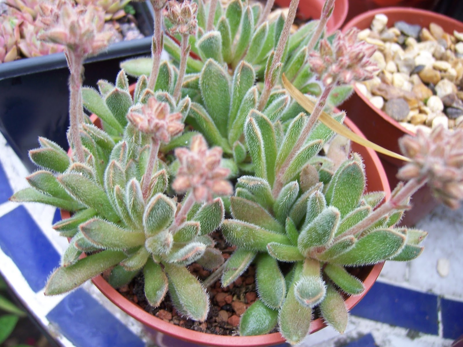 CRASSULA SPECIES ~ Cactus and suculents