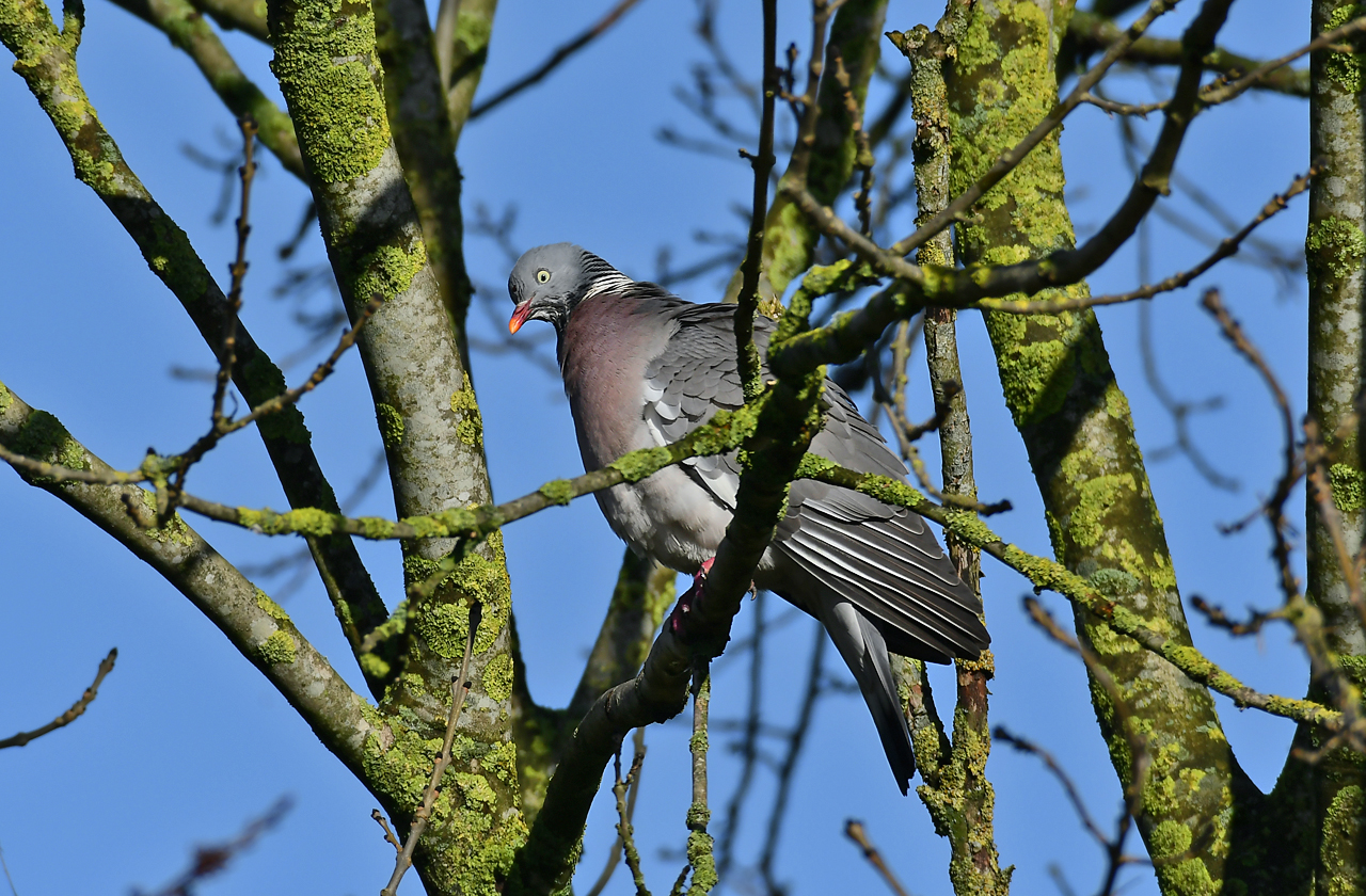 Jozef van der Heijden - Natuurfotografie: Houtduiven zitten te zonnen ...