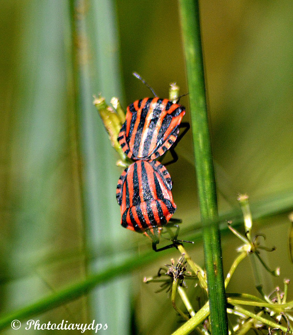 PhotoDiary: Lots if insects out walking - Part 2
