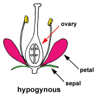 Flowers : defination, types, inflorescence, types of inflorescence ...