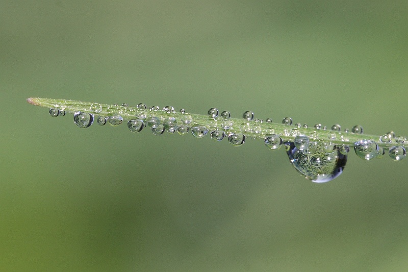 Natuurfotodagboek van Gerard Roest: Spelen met dauw