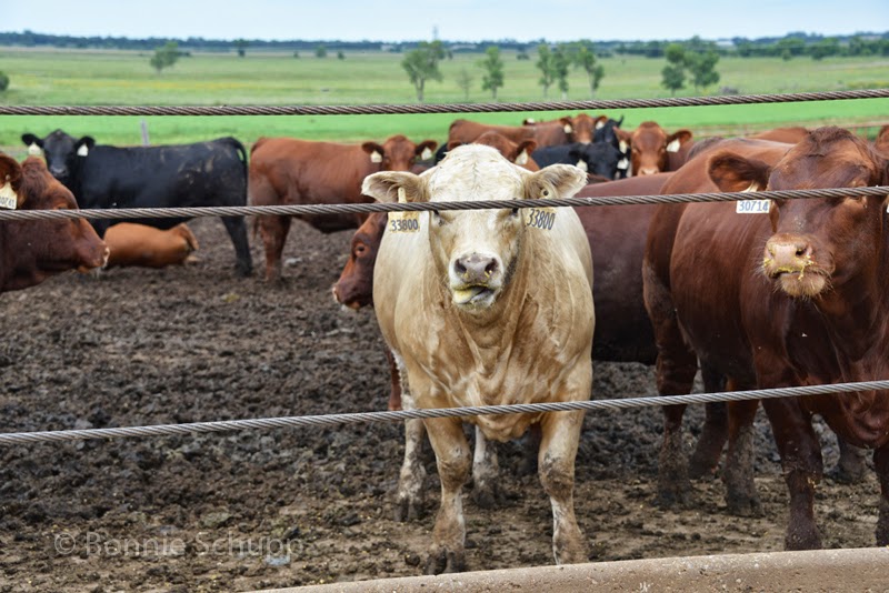 The Real Muck: On the Road Again... Part 5