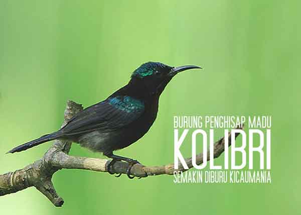 7 Jenis Burung Kolibri Yang Terkenal Dari 300 Jenisnya / Spesiesnya