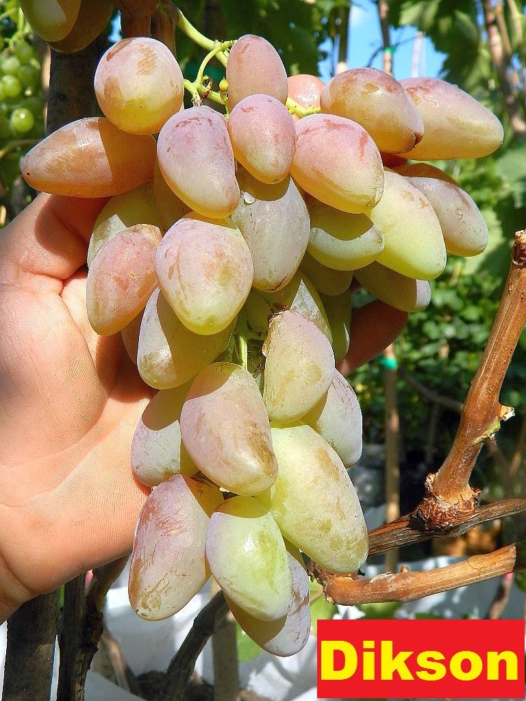 Anggur jenis Dixon | Pohon Anggur Genjah