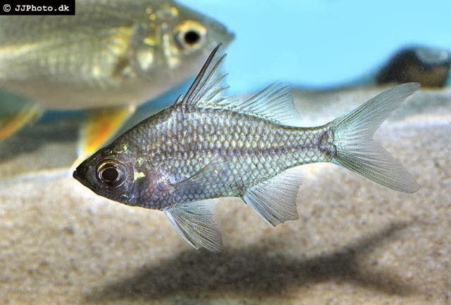 INDONESIAN FRESHWATER FISH COMMUNITY - IFFC: 49 Species of Family ...