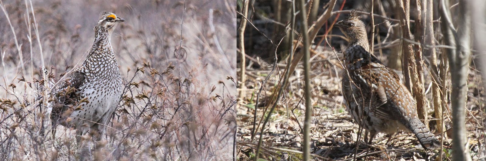 ShutterWi: Sharp-Tailed Grouse. Bayfield County WI.
