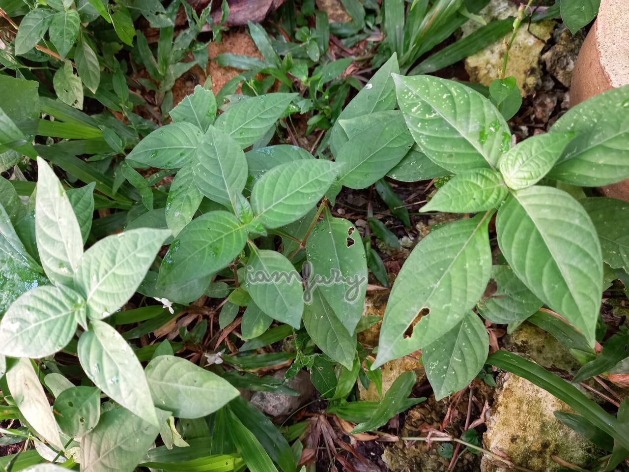 Manfaat Rumput Israel Atau Ara Songsang