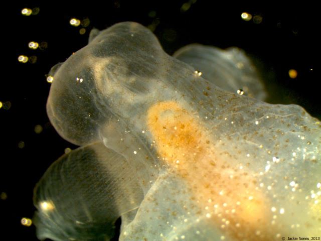 The Natural History of Bodega Head: Angel on the sand