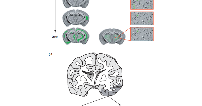 The Mermaid's Tale: Somatic mutation and neurological traits. Part I ...