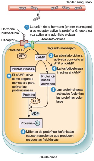 Mecanismo de Acción Hormonal 2 ~ Biopsicosalud