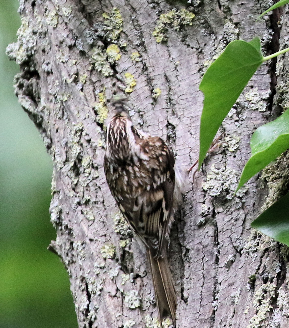 Birding with Flowers: Lockdown (Easing) Treecreeper at the Nest