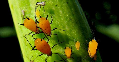 How to control aphids in your garden