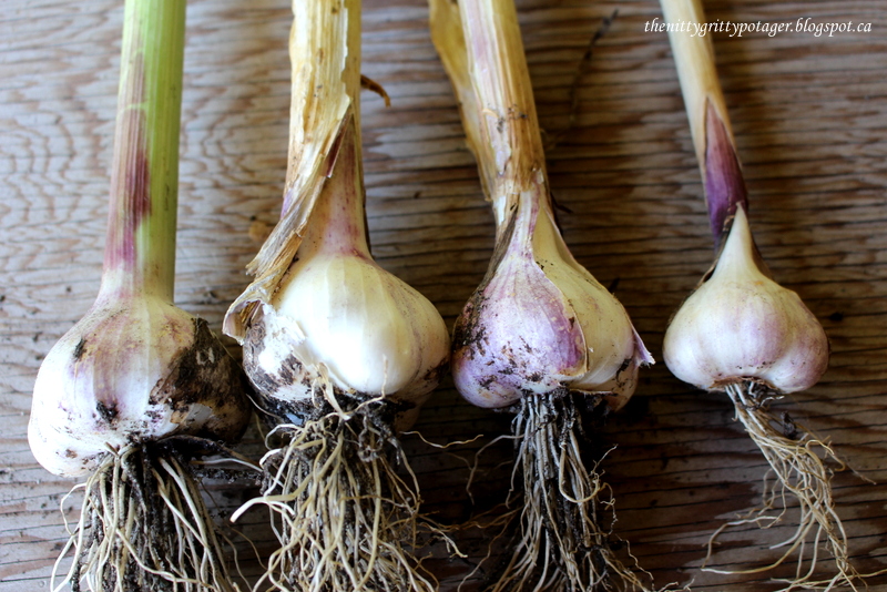 Early Garlic Harvest