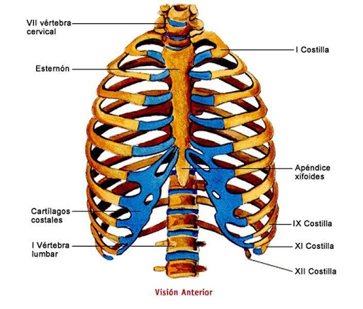 VISIÓN GENERAL DEL TÓRAX Y PARED TORÁCICA