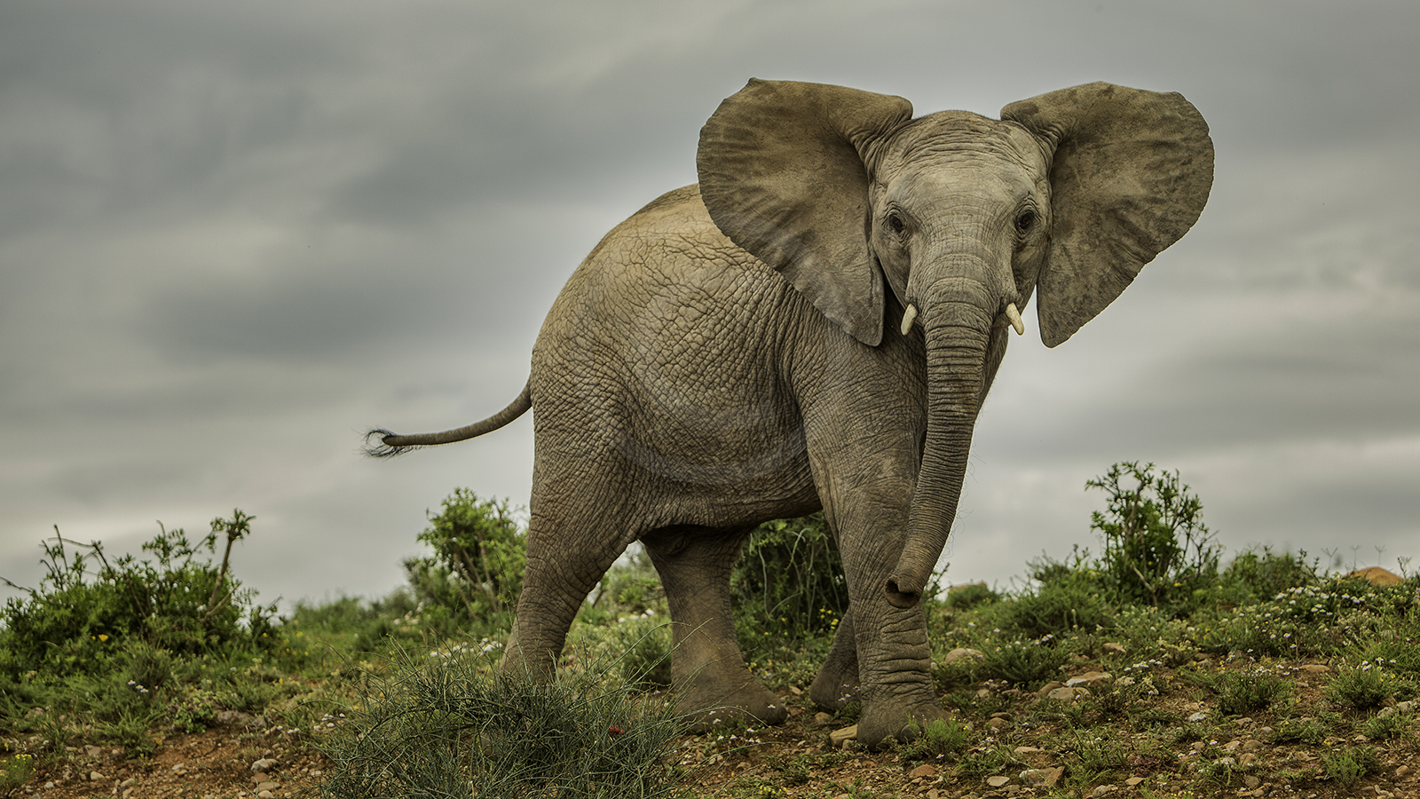 Five Star Lodge in the Addo Elephant National Park