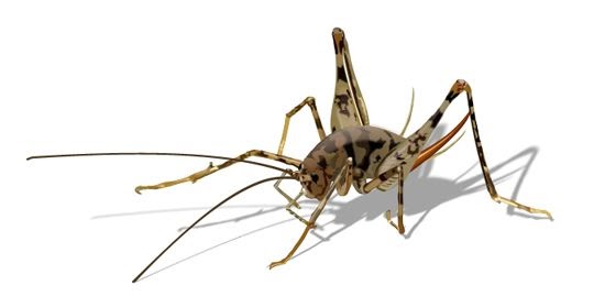 20 Fresh How To Get Rid Of Crickets In The Basement - basement tips