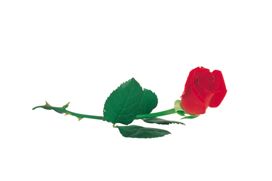 Pure Spa Direct Blog Everything s Coming Up Roses pure-spa-direct-blog-everything-s-coming-up-roses