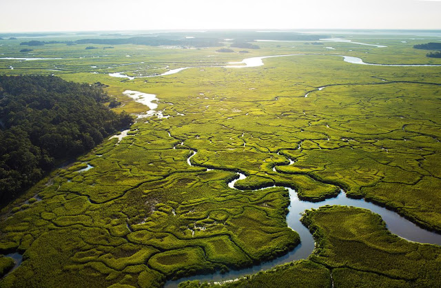 Exploring New Places: South Carolina's Salt Marshes and Tidal Creeks