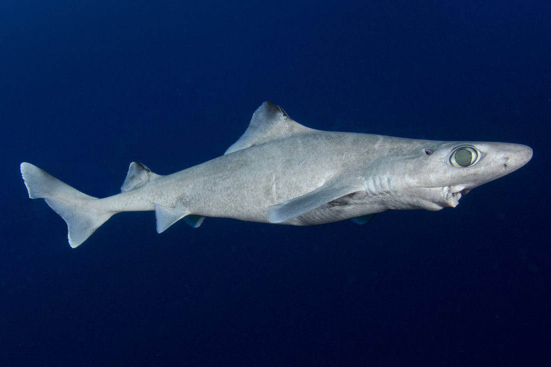 Shark Allies Says Half A Million Sharks May Have To Be Killed To Make A ...
