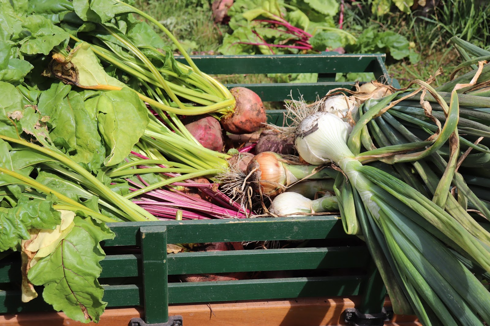 Farm Life, Summertime Edition