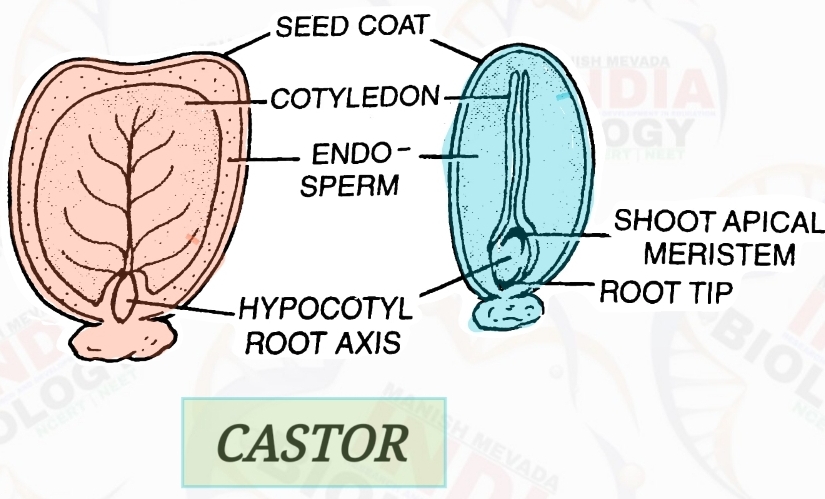 STRUCTURE OF SEED, TYPES & VIABILITY