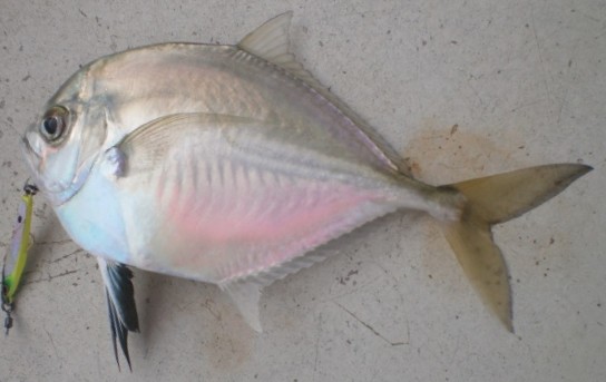 Artes de Pesca: ACTINOPTERYGII.