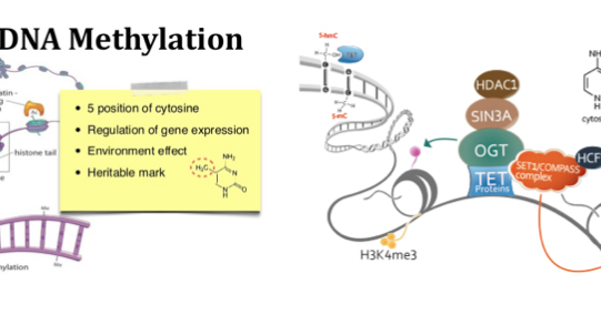 CoreGenomics: Sequencing base modifications: going beyond mC and 5hmC