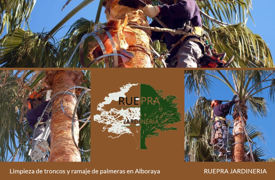 Limpieza de troncos y ramaje de palmeras en Alboraya