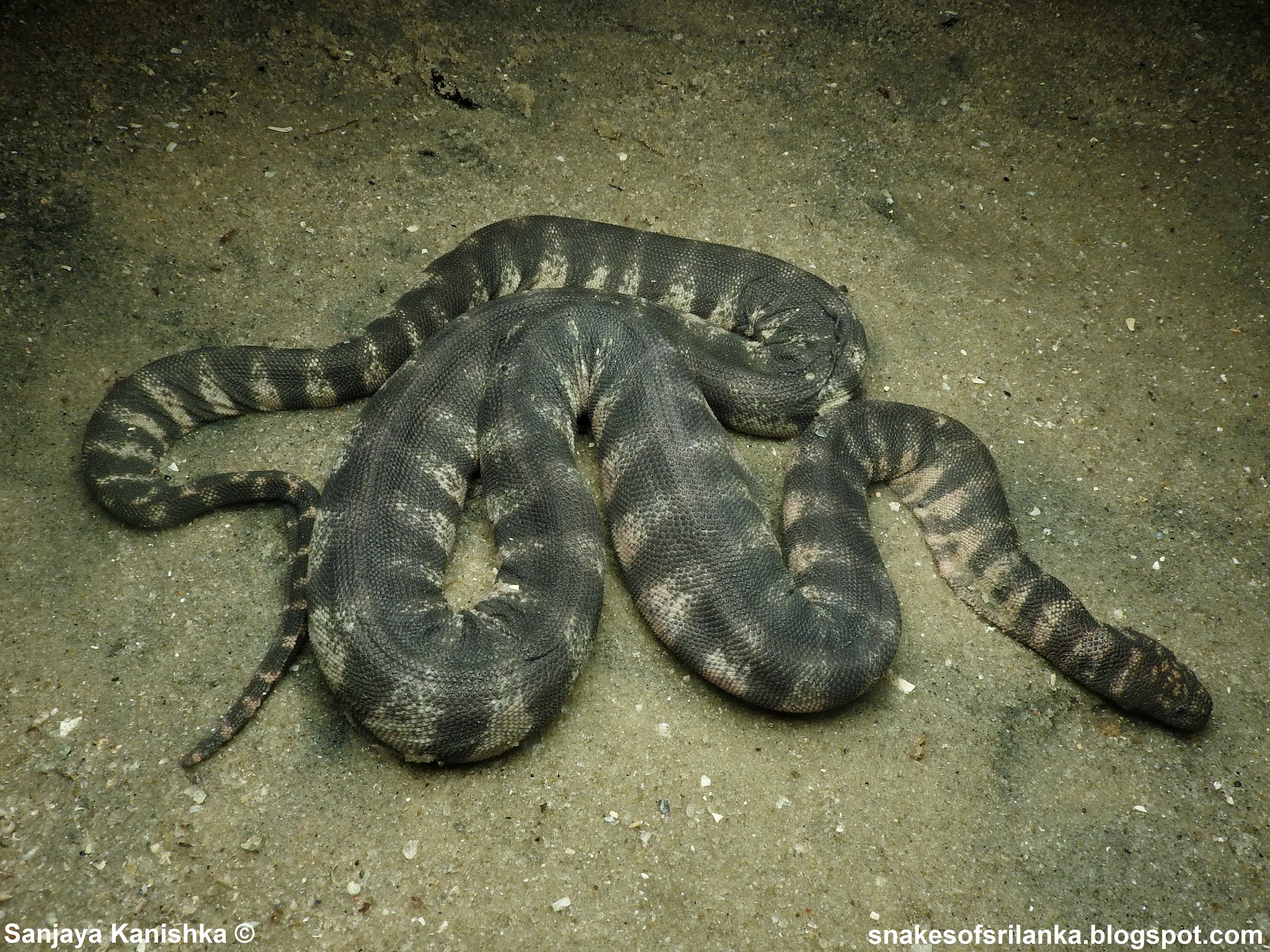 Wart Snake/රෙදි නයා (Acrochordus granulatus-Schneider, 1799)