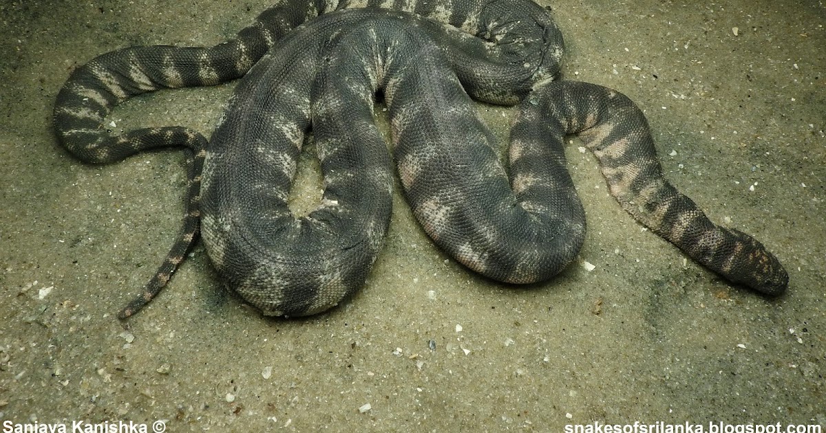 Wart Snake/රෙදි නයා (Acrochordus granulatus-Schneider, 1799)