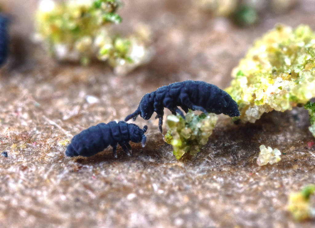 AJC Springtails: Order Poduromorpha