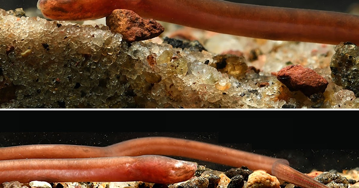 Species New to Science: [Ichthyology • 2020] Rakthamichthys gen. nov ...