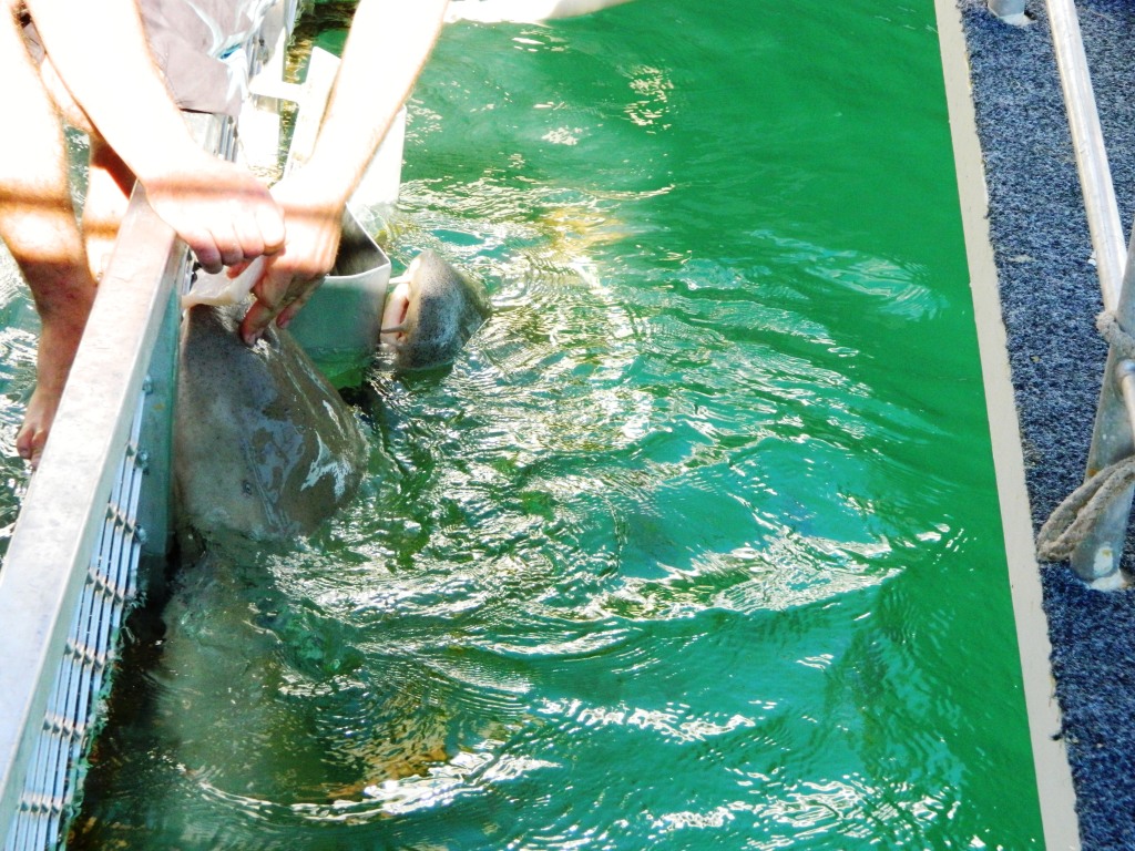 Go Go Kerrs in Oz: 17th August - The Horizontal Waterfalls