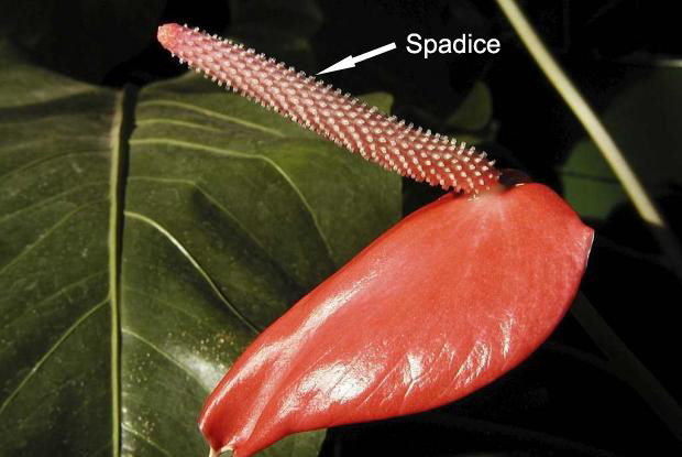 Pleurothallidinae: Lexique au tour des plantes : S