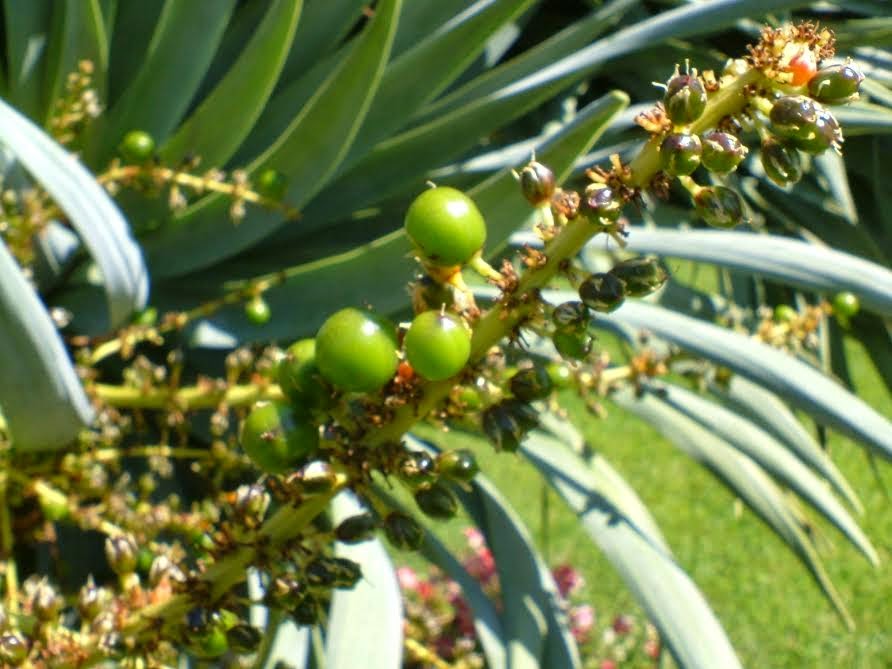 Dragon Trees in Portugal and Gibraltar |The Green Bard