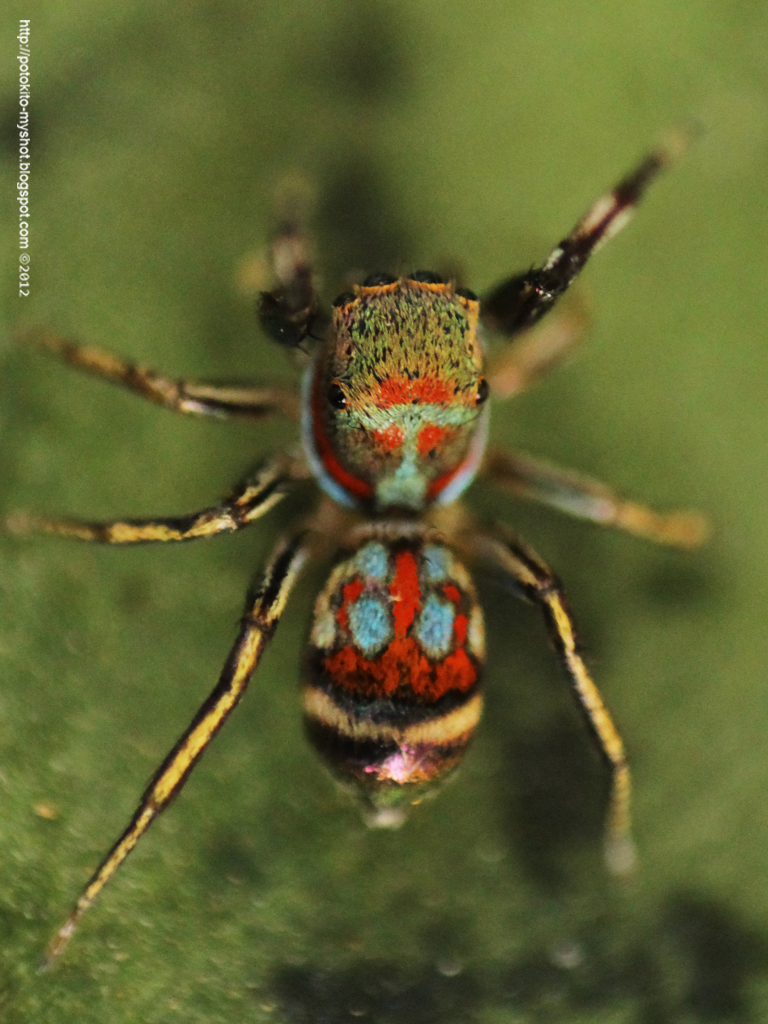 Colorful Jumping Spider (Siler semiglaucus), Sumatra Indonesia