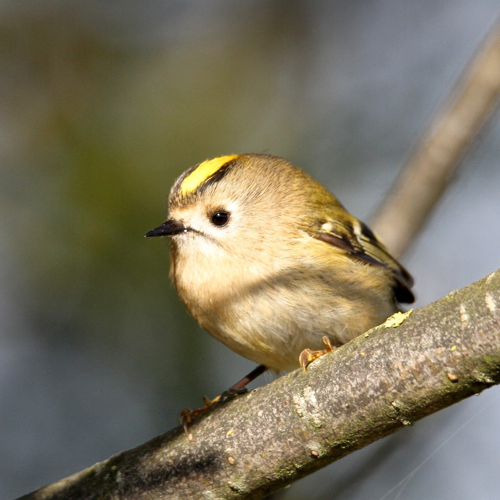 TrogTrogBlog: Bird of the week - Goldcrest