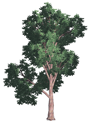 Alicia : Bienvenidos