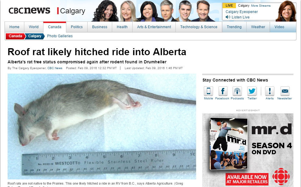 Health Inspector's Notebook: Rats in the city