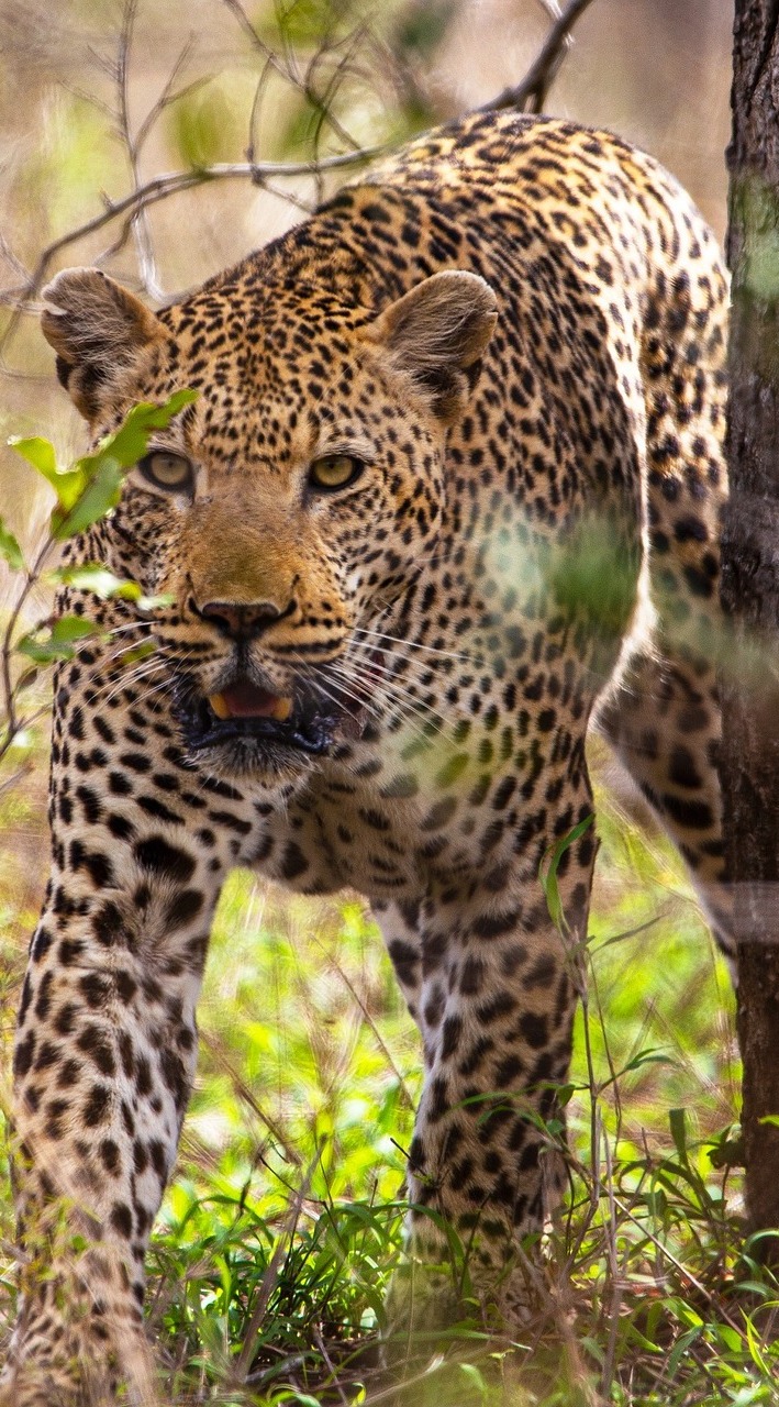 Leopard on the prowl. - About Wild Animals