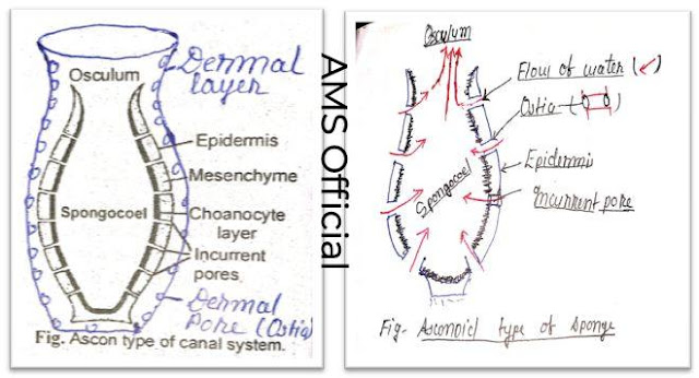Phylum Porifera, Diagram of phylum Porifera or Sponges, Canal system of ...