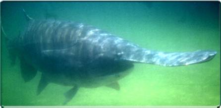 Piggy's Blog: American Paddlefish