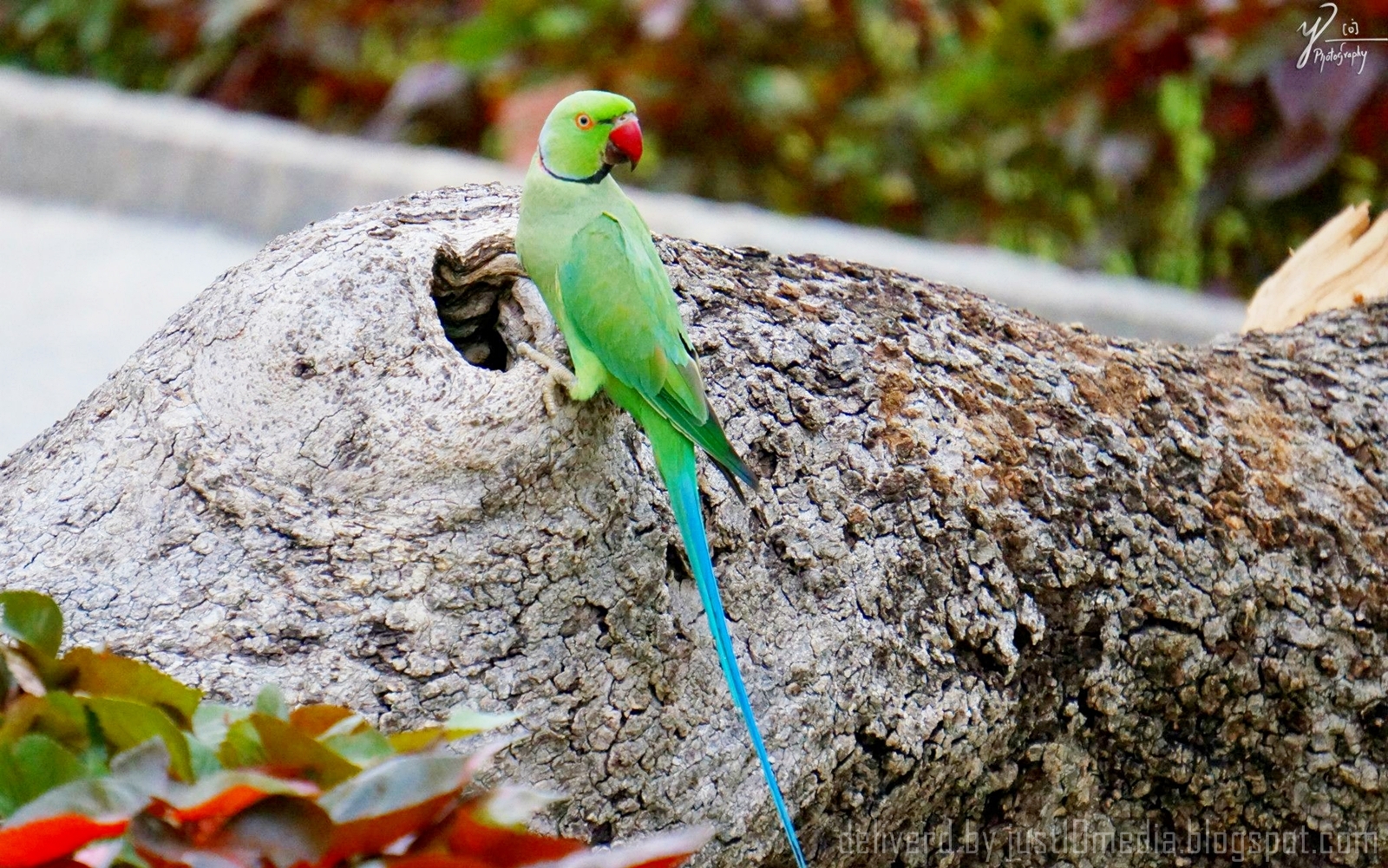 Lonely Parrot on Tree Wallpaper - Julian JacoB Photo Graphy