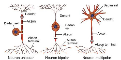 Materi Jaringan Otot dan Saraf Hewan Mapel Biologi kelas 11 SMA/MA ...